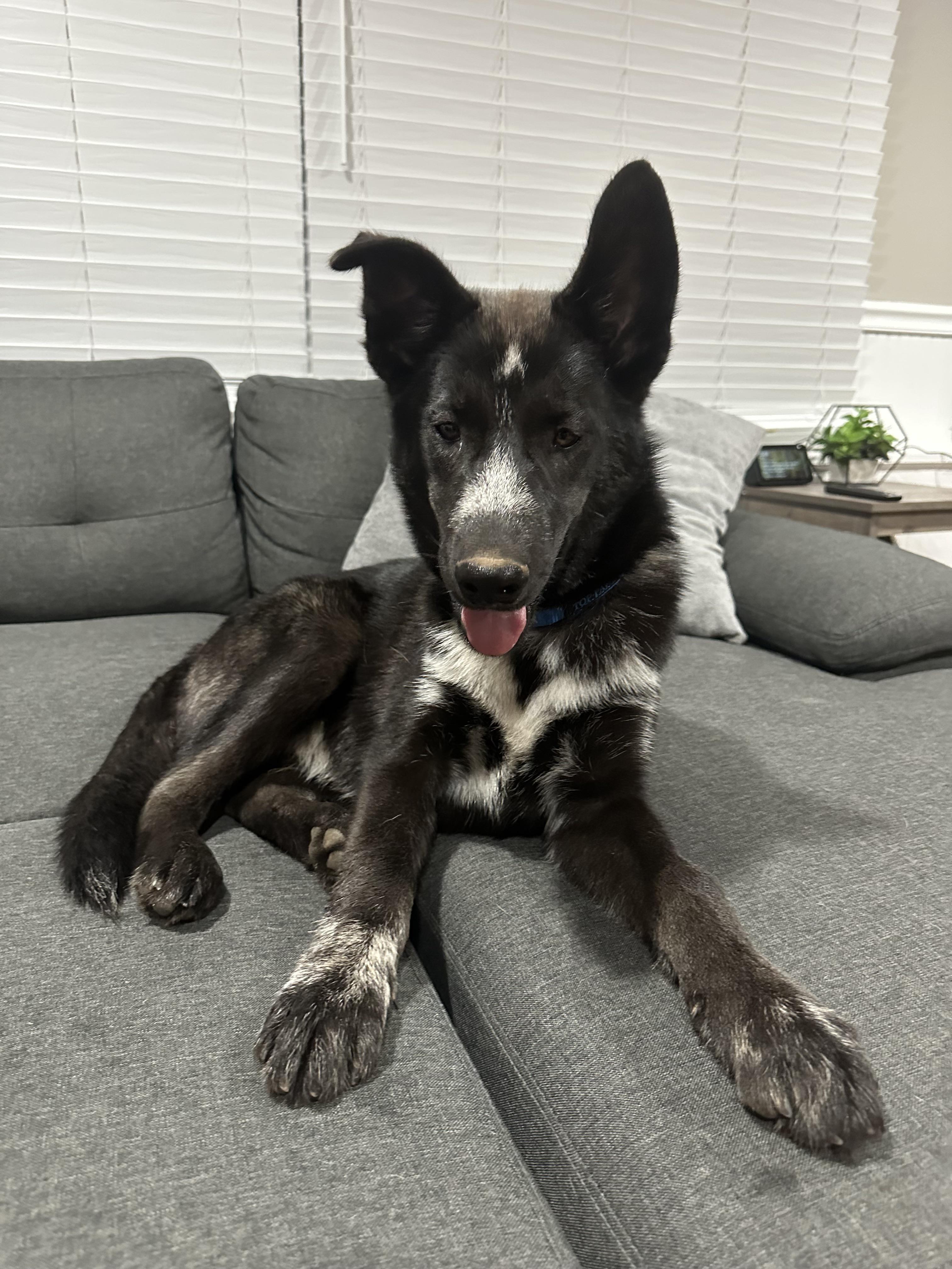 Meet Ekko! And Puppy Feeding Question | Scrolller