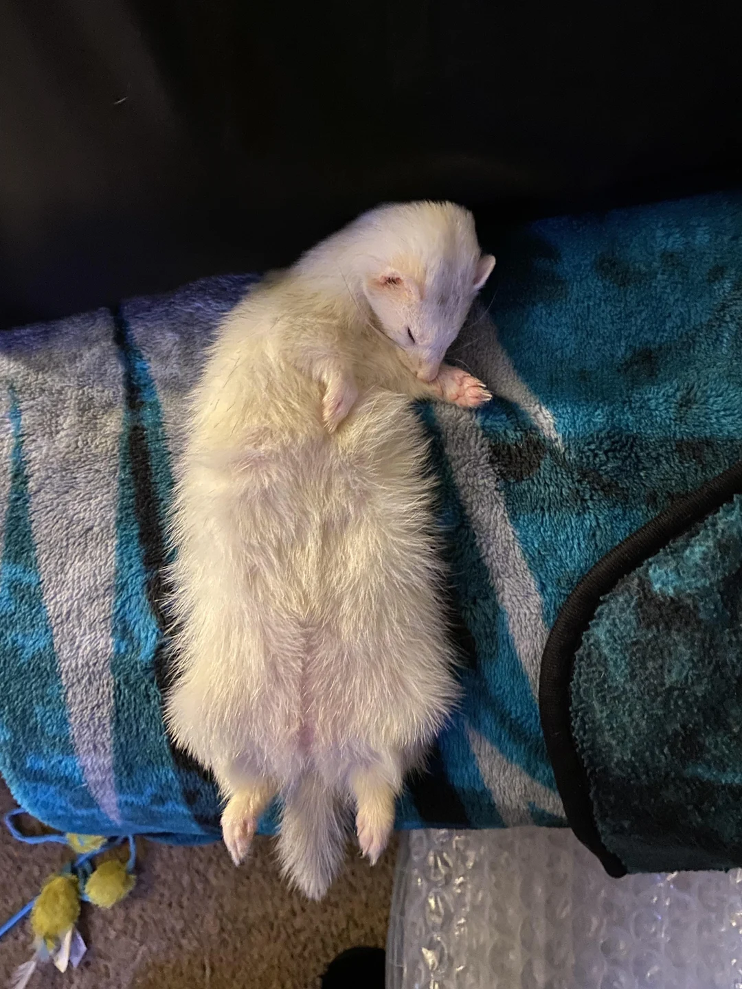 So sleepy | Scrolller