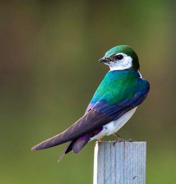 Violet Green Swallow | Scrolller