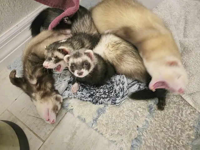 Discover more like Ferrets: Ferret puddle and Related Content | Scrolller