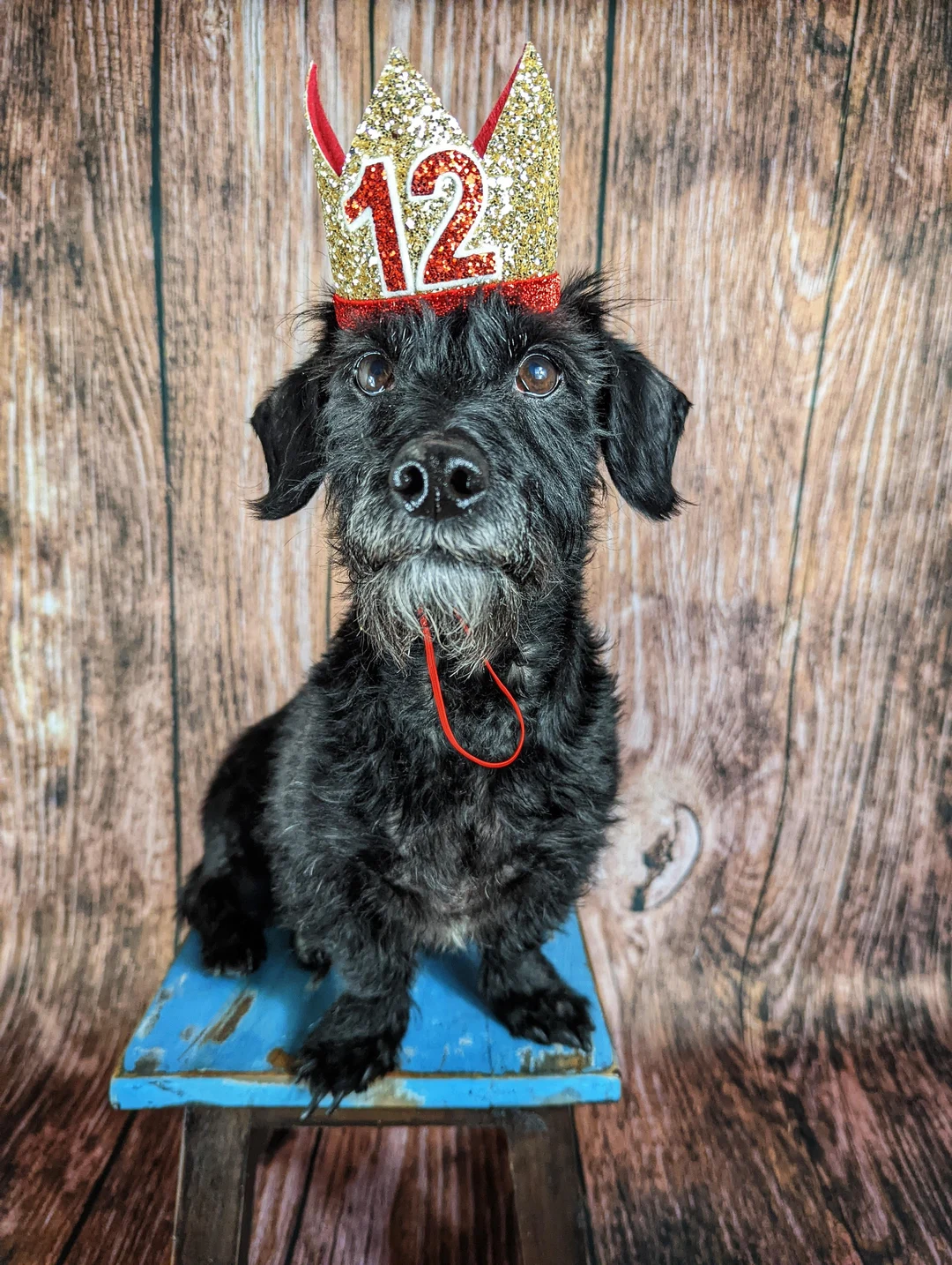 BIRTHDAY BOY! (Scruffy McGruff, 12) | Scrolller