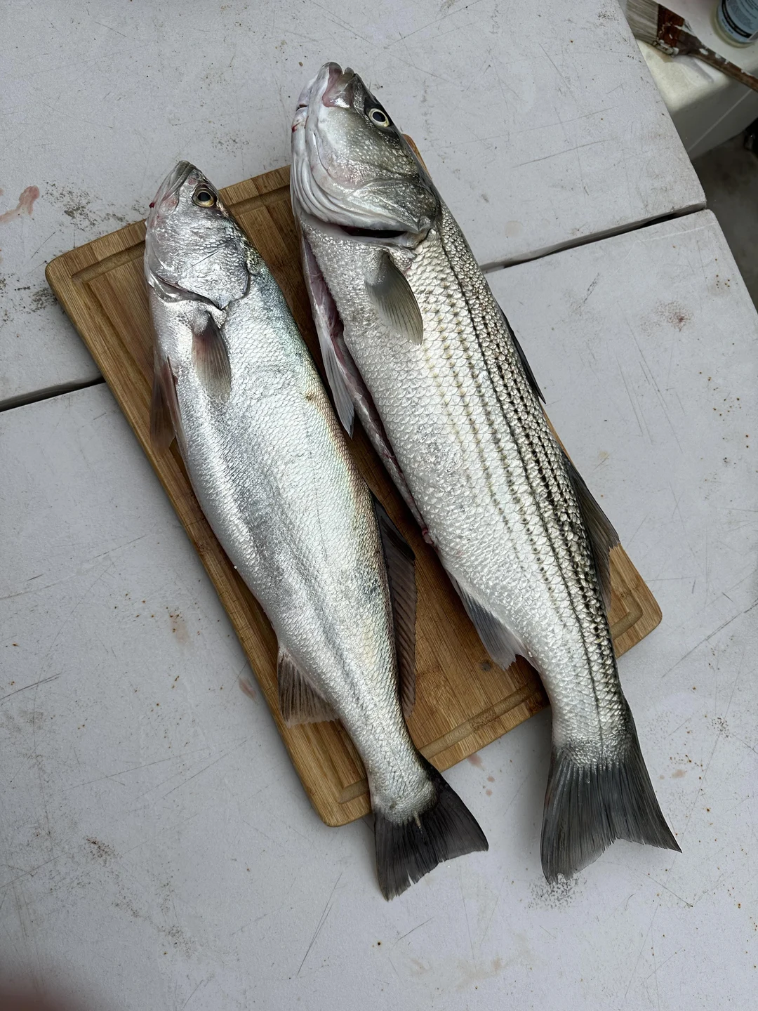 Striper and Corvina- SoCal shore pounding. | Scrolller