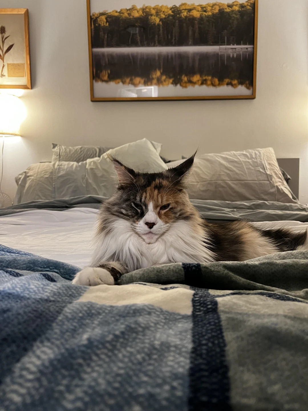 Ziti is the Queen of the sheets | Scrolller