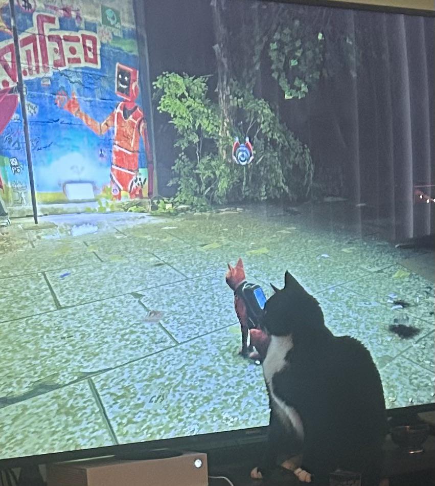 Yip and Stray looking at the same thing. | Scrolller