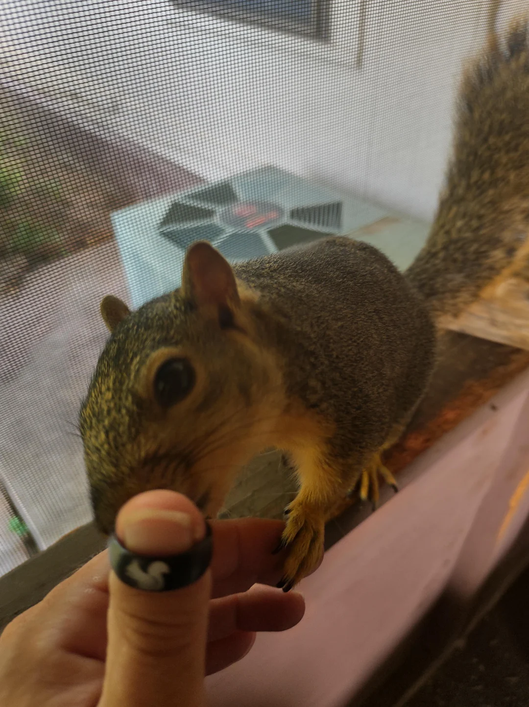 now I have two squirrels | Scrolller