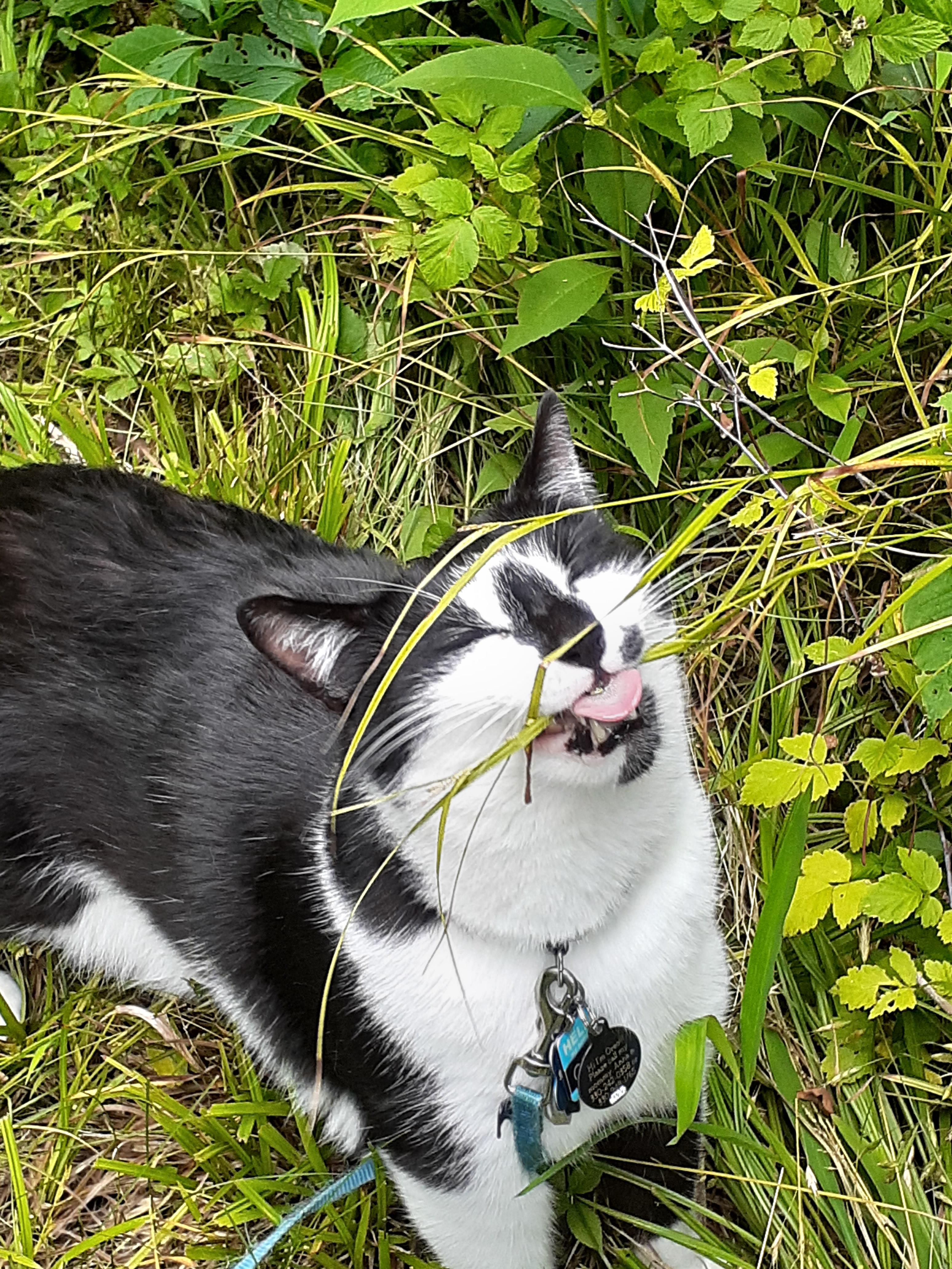 Oreo has the face of a cat that loves his grass... | Scrolller