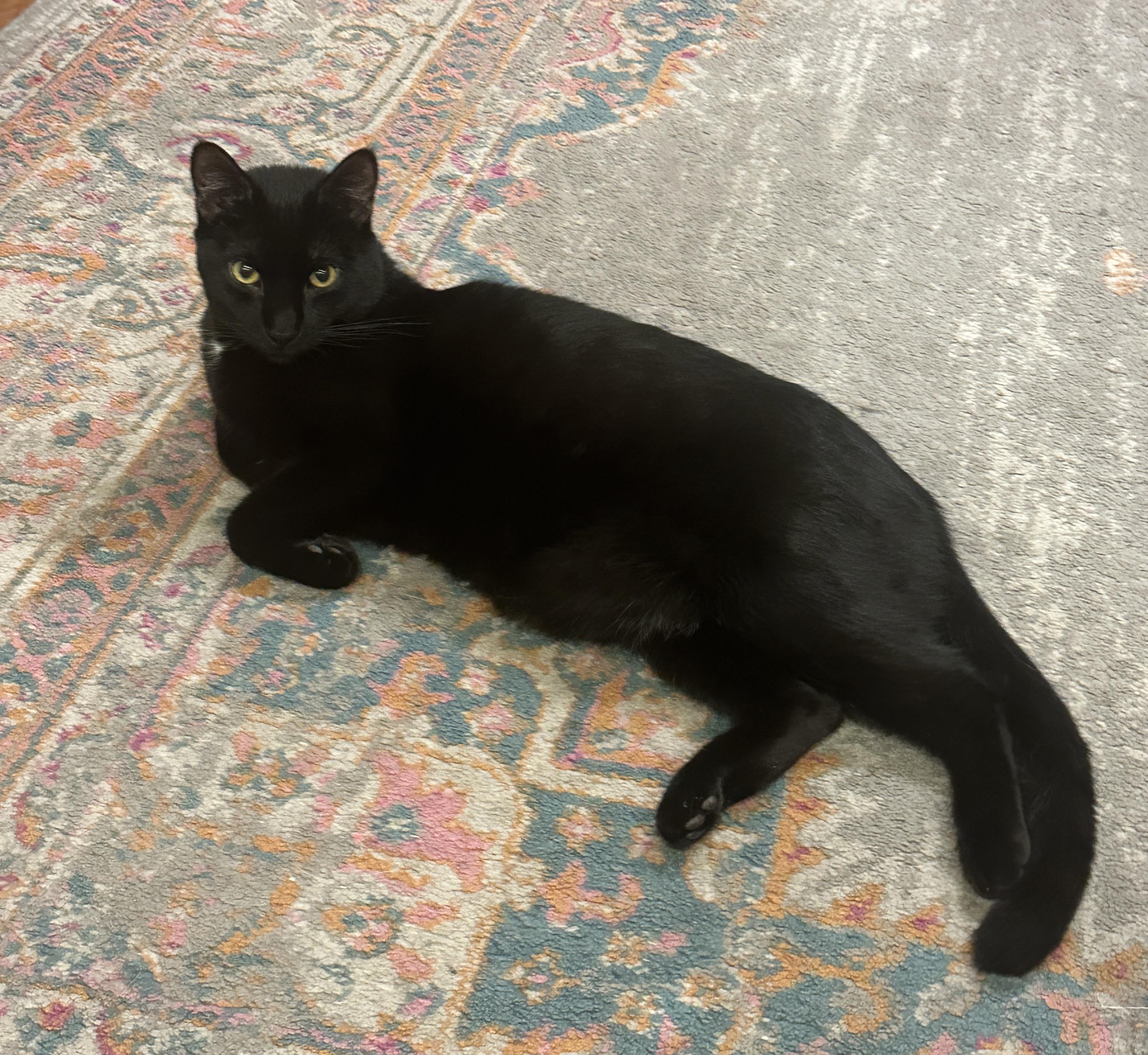 Majestic Void | Scrolller