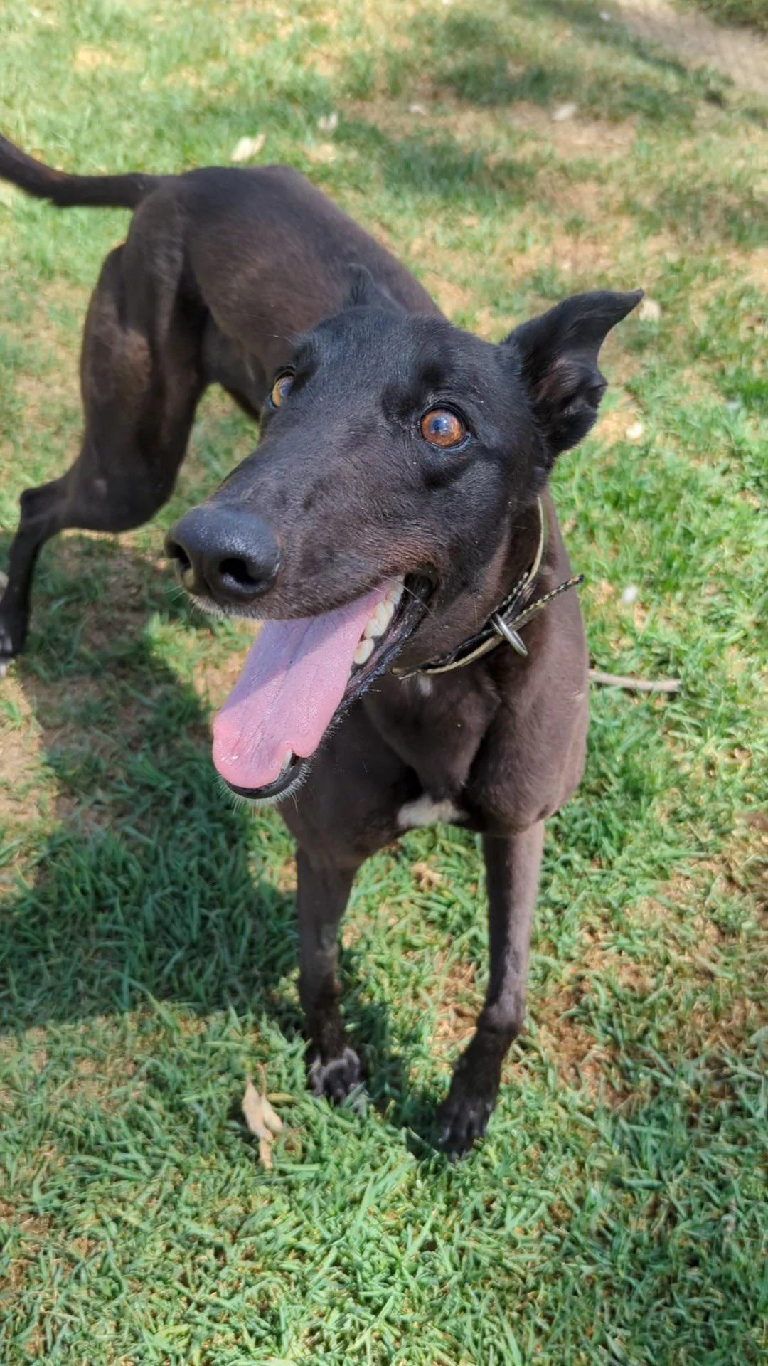 Meet Nova! | Scrolller