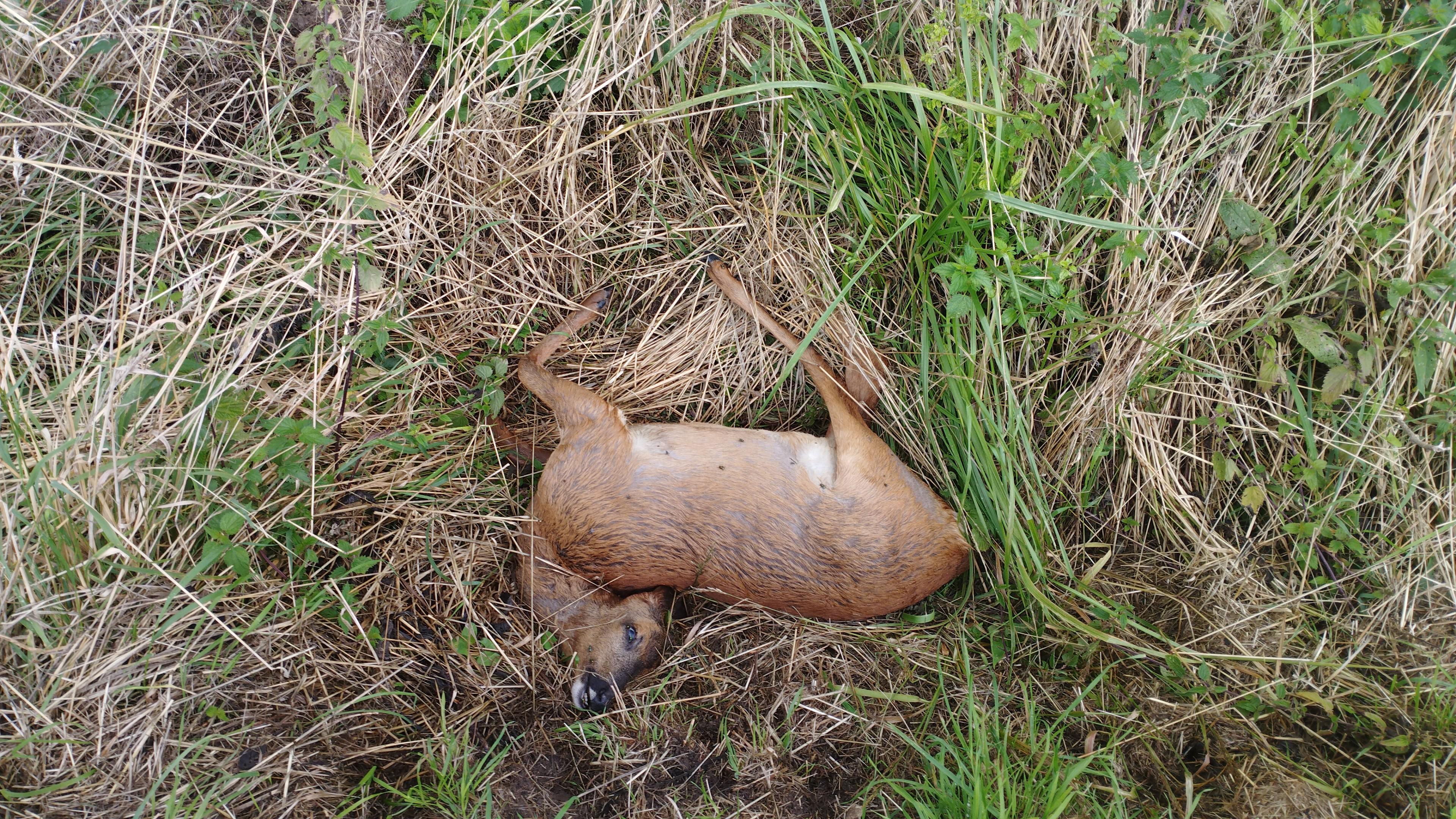 How do I get his Bones ? | Scrolller