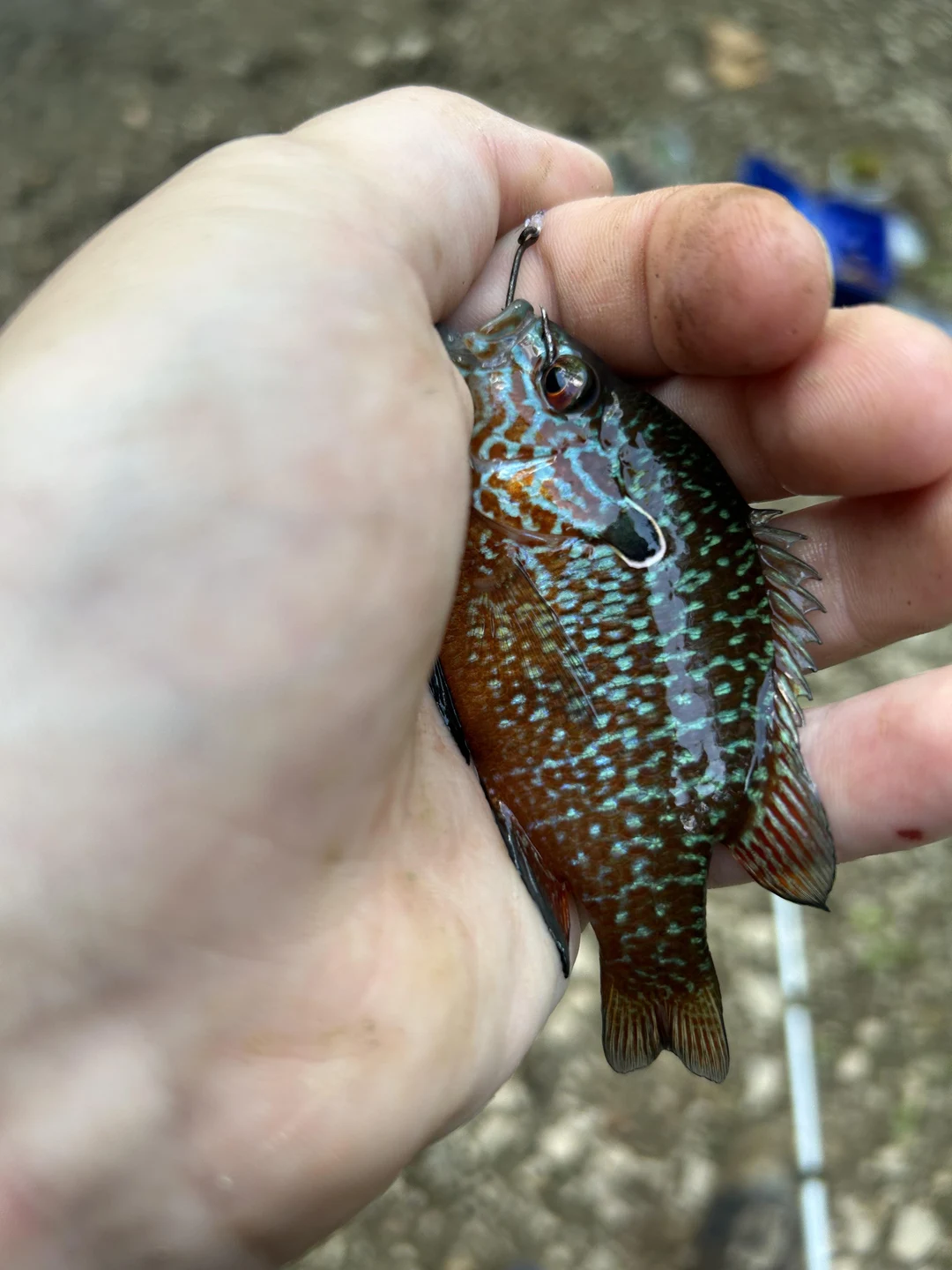 Prettiest freshwater fish? | Scrolller