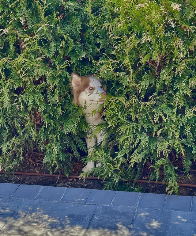 Discover more like Husky: Meet zeus and Related Content | Scrolller