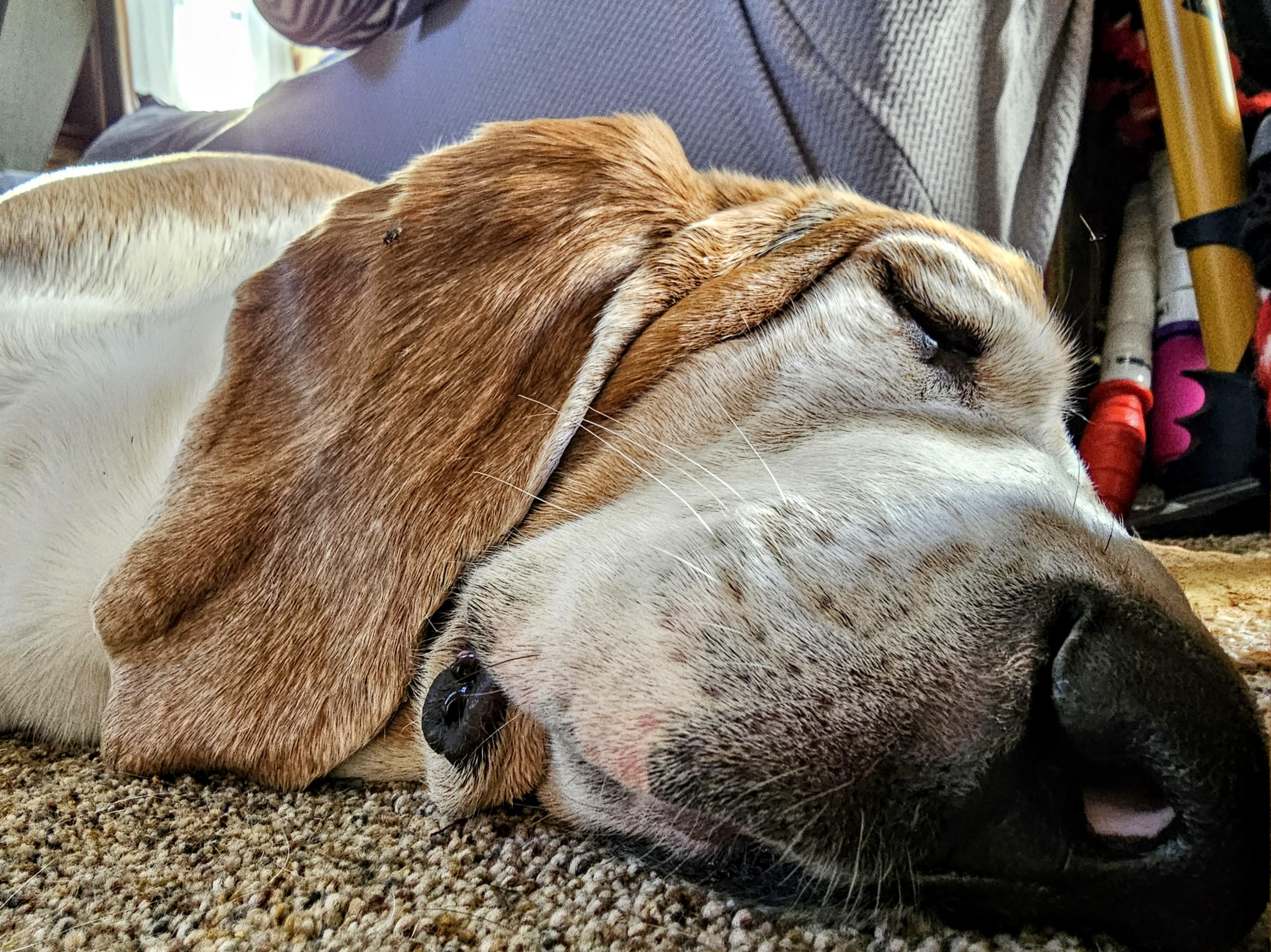 Pink in the Nose | Scrolller