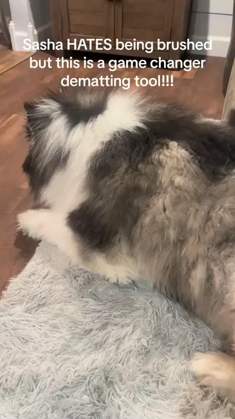 Eureka! I’ve finally discovered the holy grail of cat brushes that my finicky feline actually ...