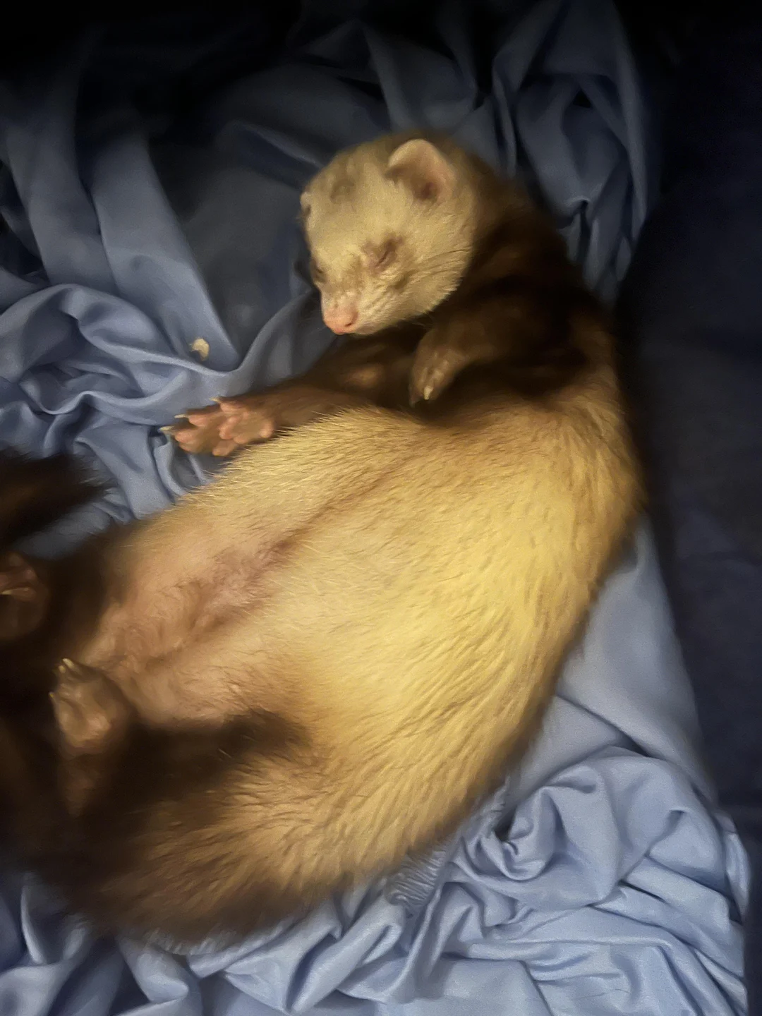 Prayers for wolf | Scrolller