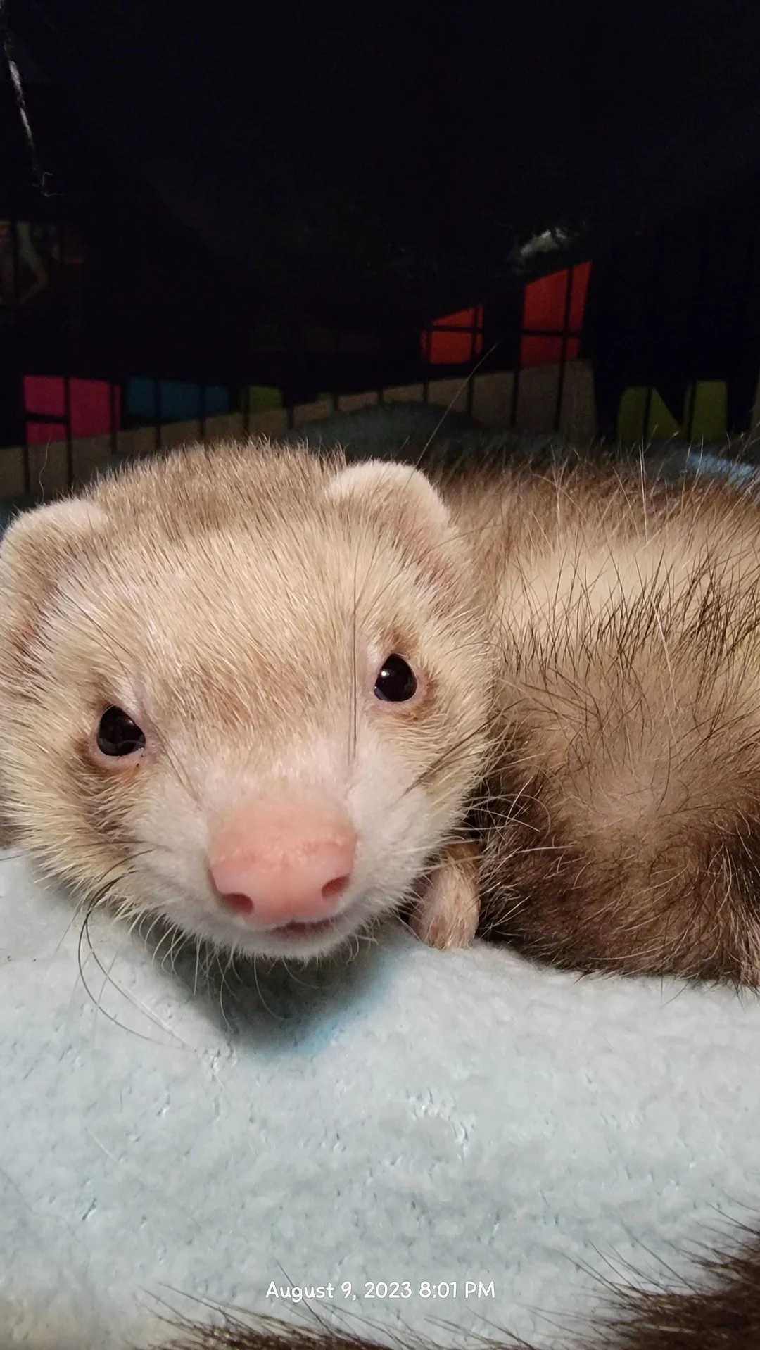 Meet Penelope | Scrolller