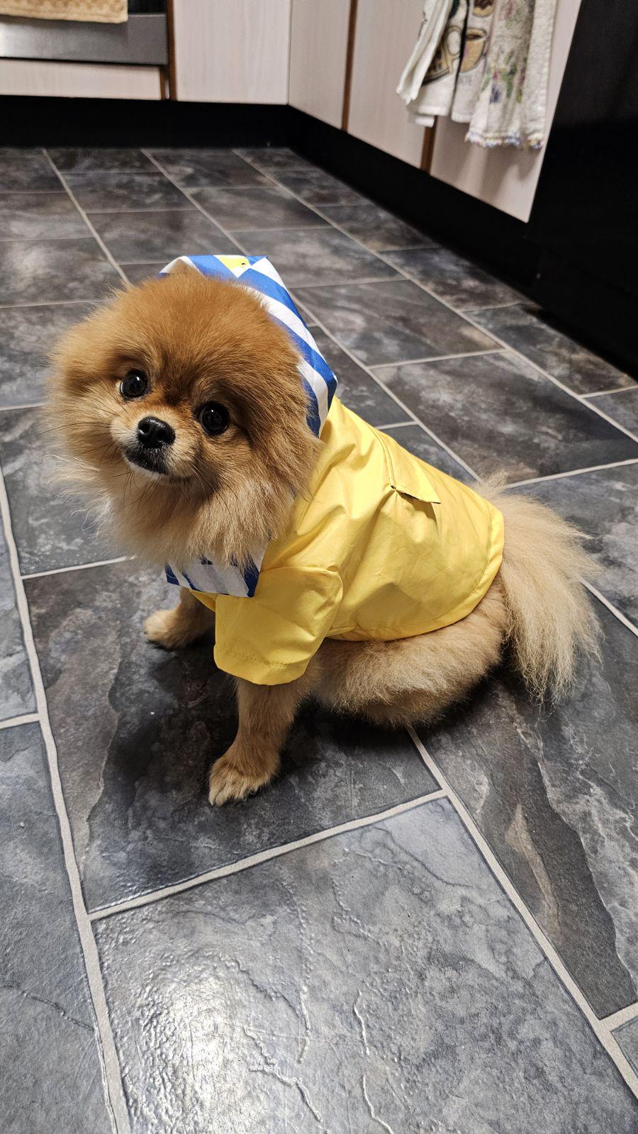 Maple staying dry | Scrolller