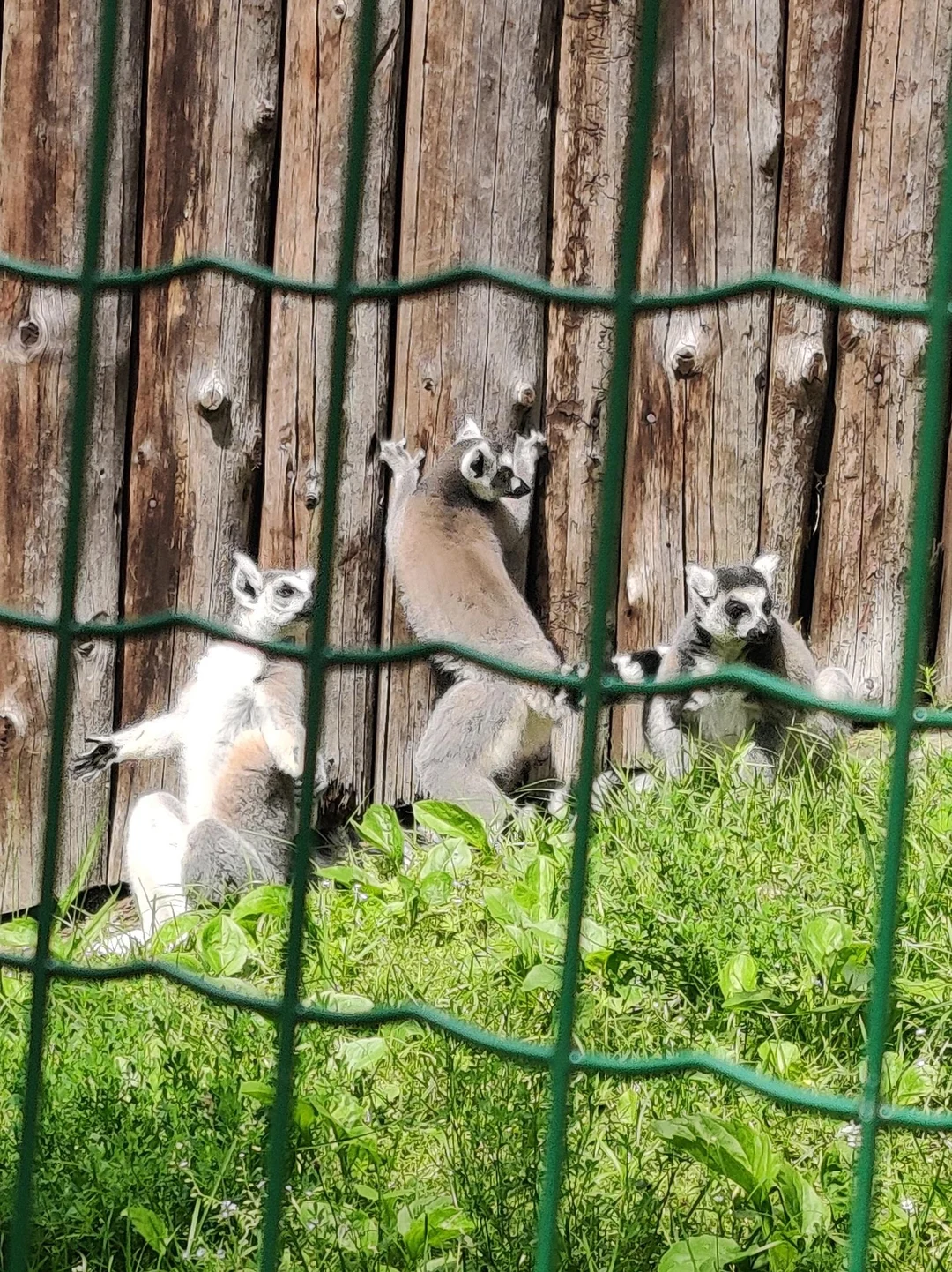 Visiting zoo😄 | Scrolller