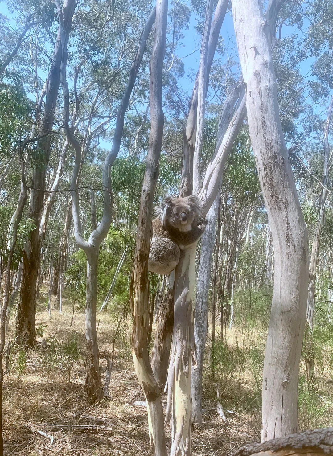 Koalas are iconic | Scrolller