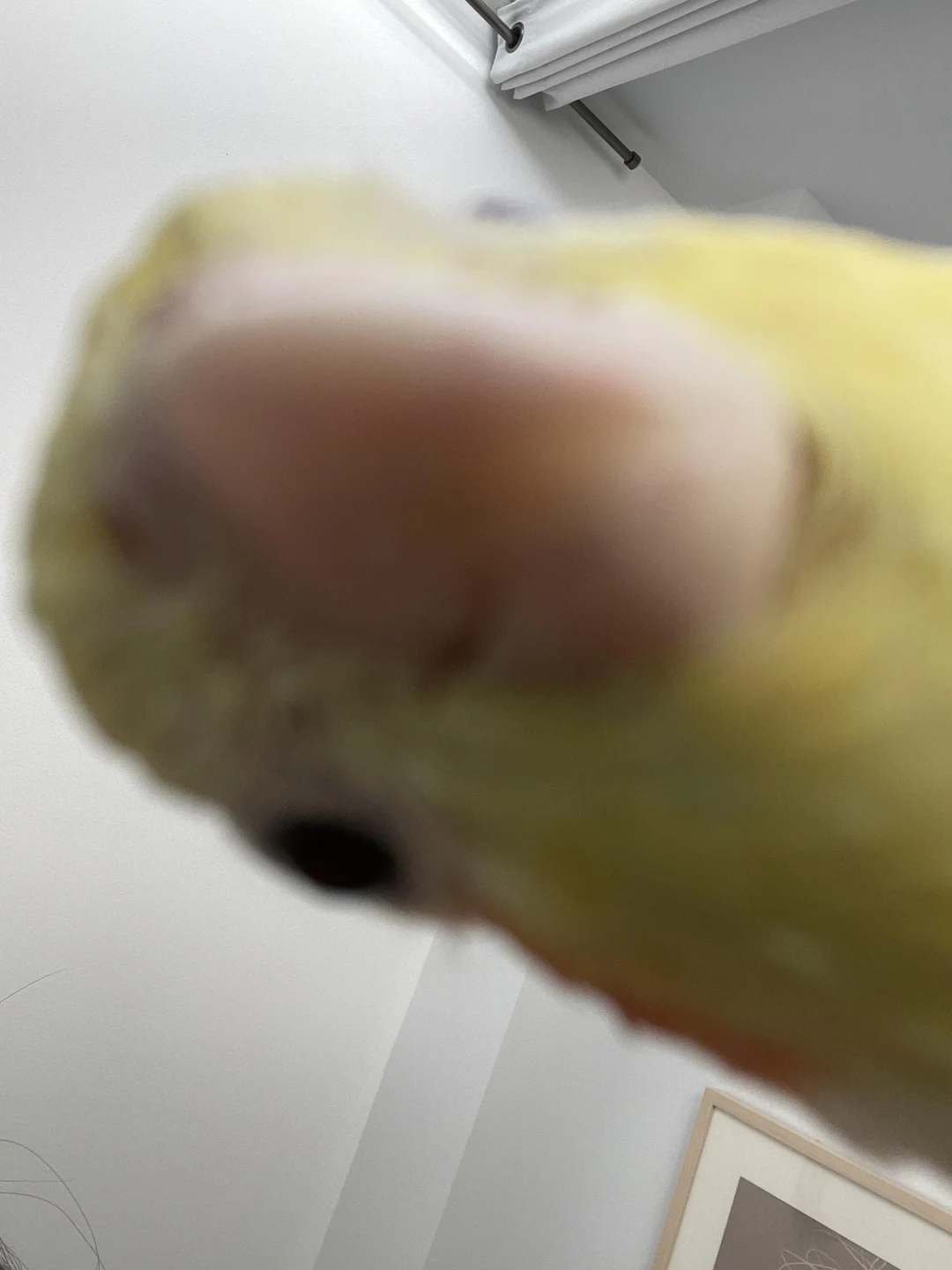 Eggie selfies | Scrolller