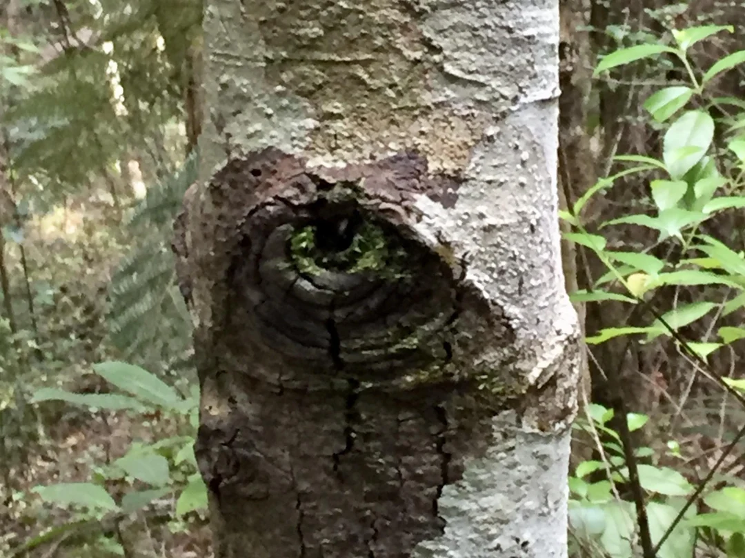 The trees see all. | Scrolller