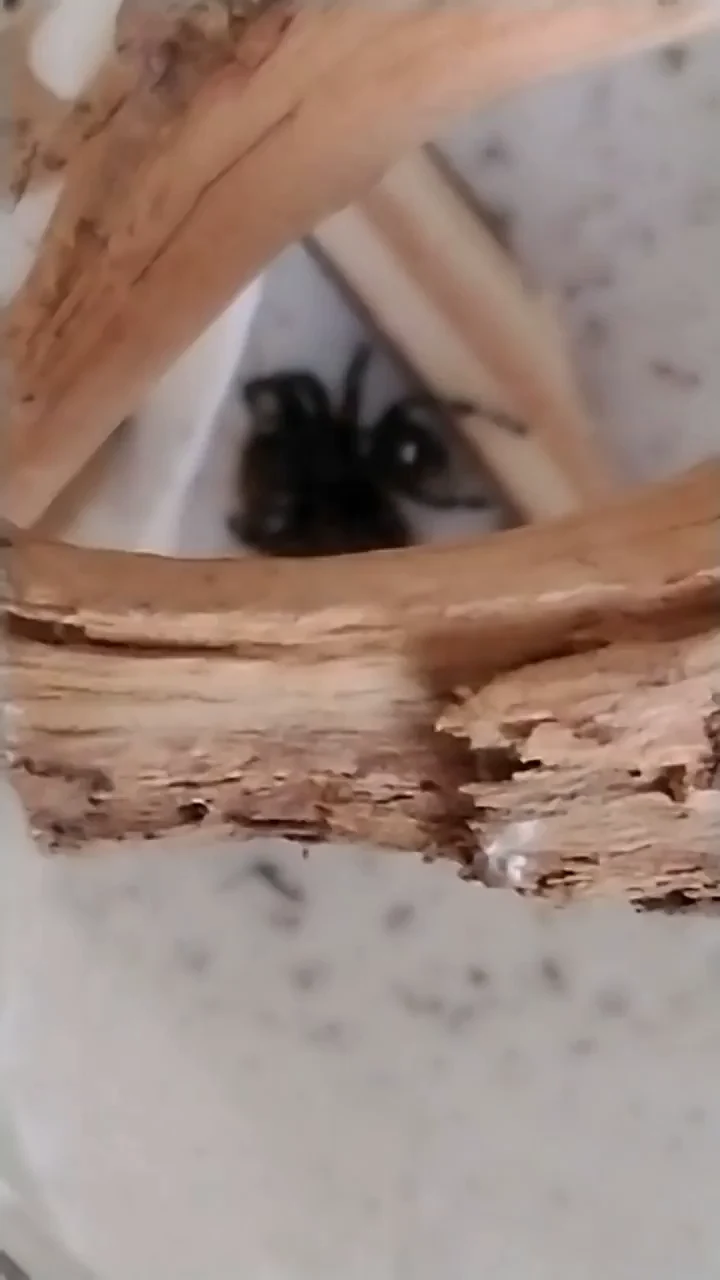 Bold jumping spider wrestling prey | Scrolller