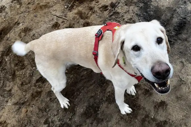 Teddy crossed the Rainbow Bridge | Scrolller