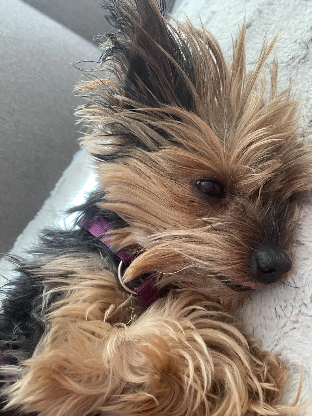 Derp zzz | Scrolller