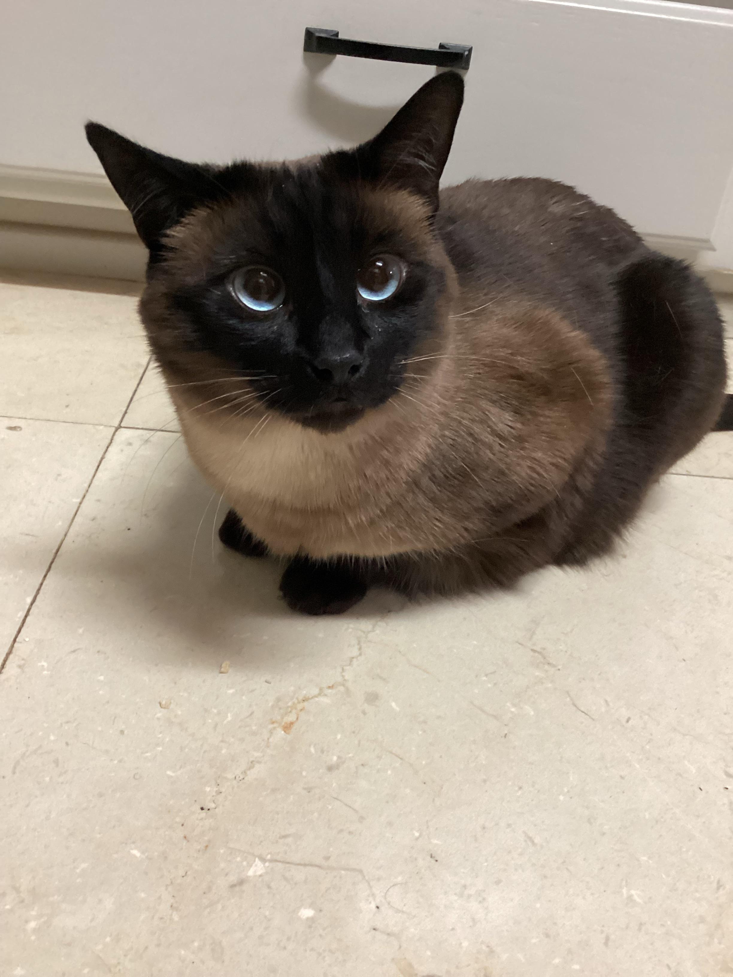 Shinobi is intrested in you (pt2) what do you do? | Scrolller