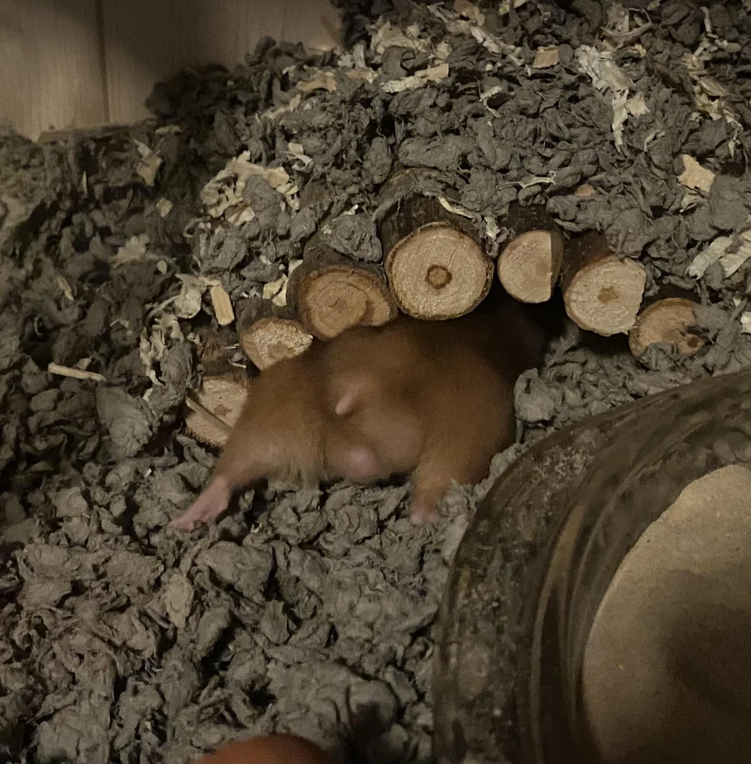 Ham bottom. 😅 | Scrolller