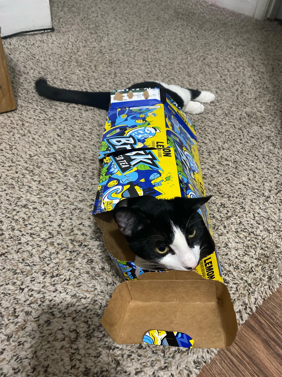 Brisk lemon iced tea 😻 | Scrolller