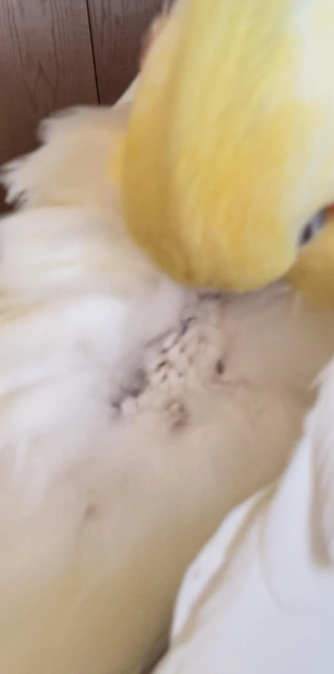 Their powder down is fascinating to me | Scrolller