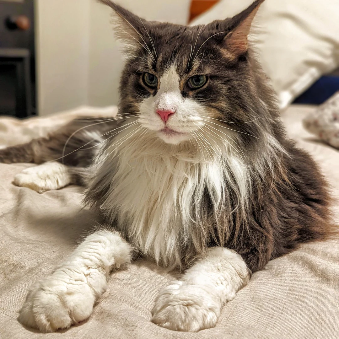 👑 Patrick | Scrolller