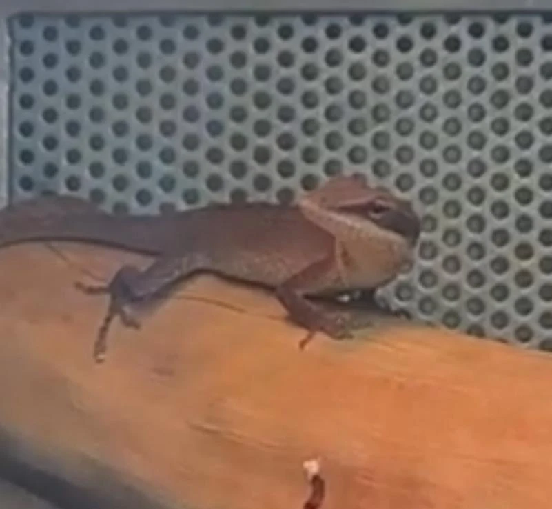 Adorable Anole Lizard | Scrolller