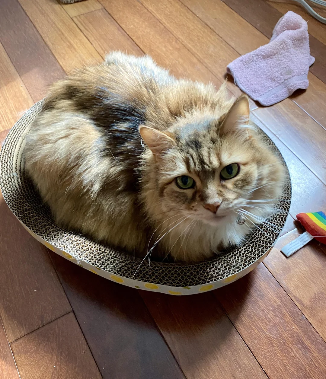 Nicely toasted | Scrolller