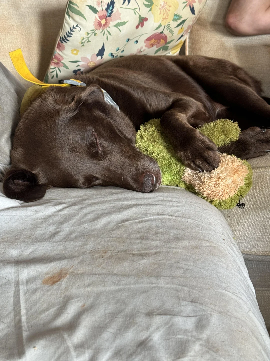 This is Bandit sleeping with his toy! | Scrolller