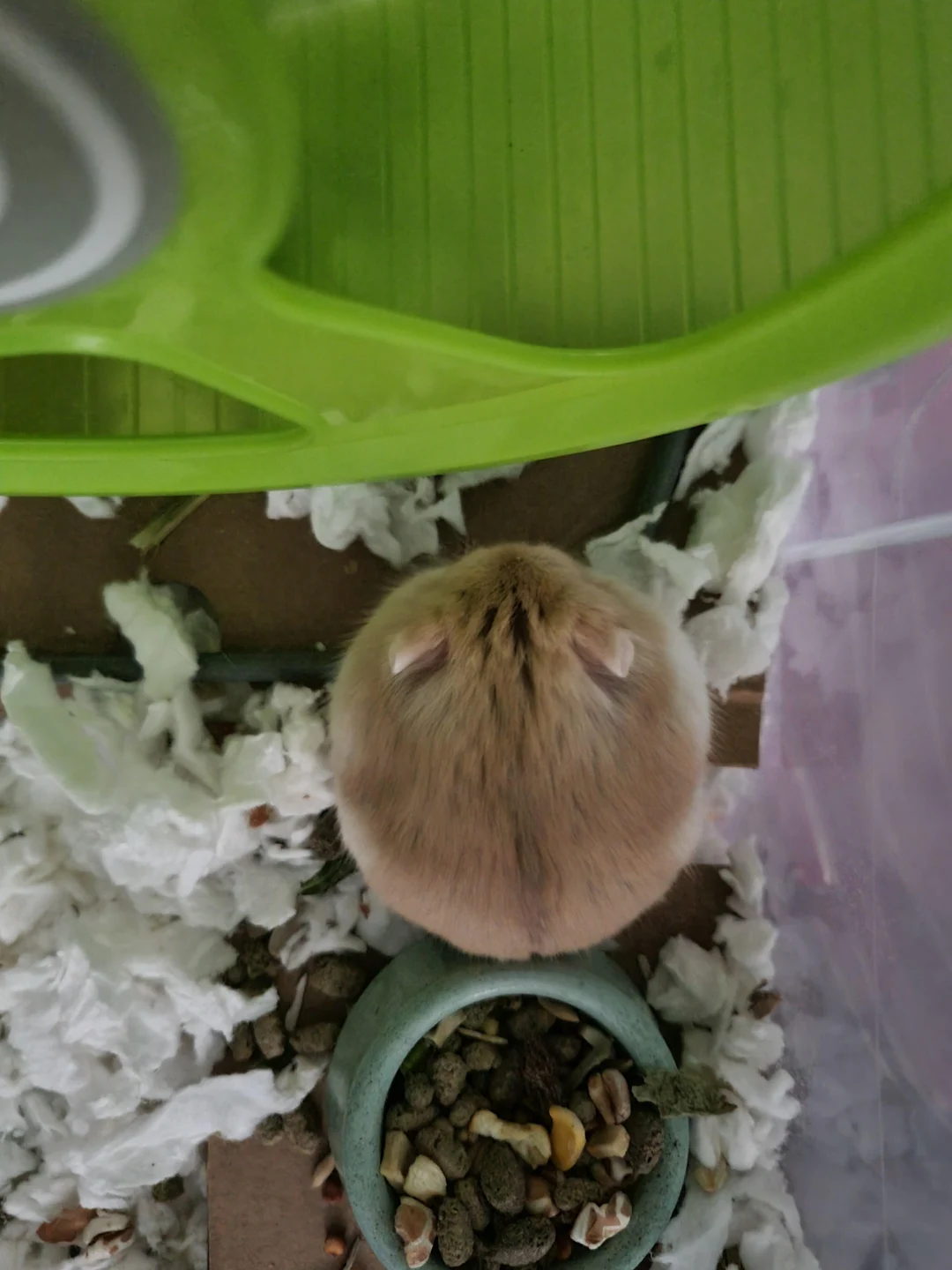 He looks like a little fluff ball | Scrolller