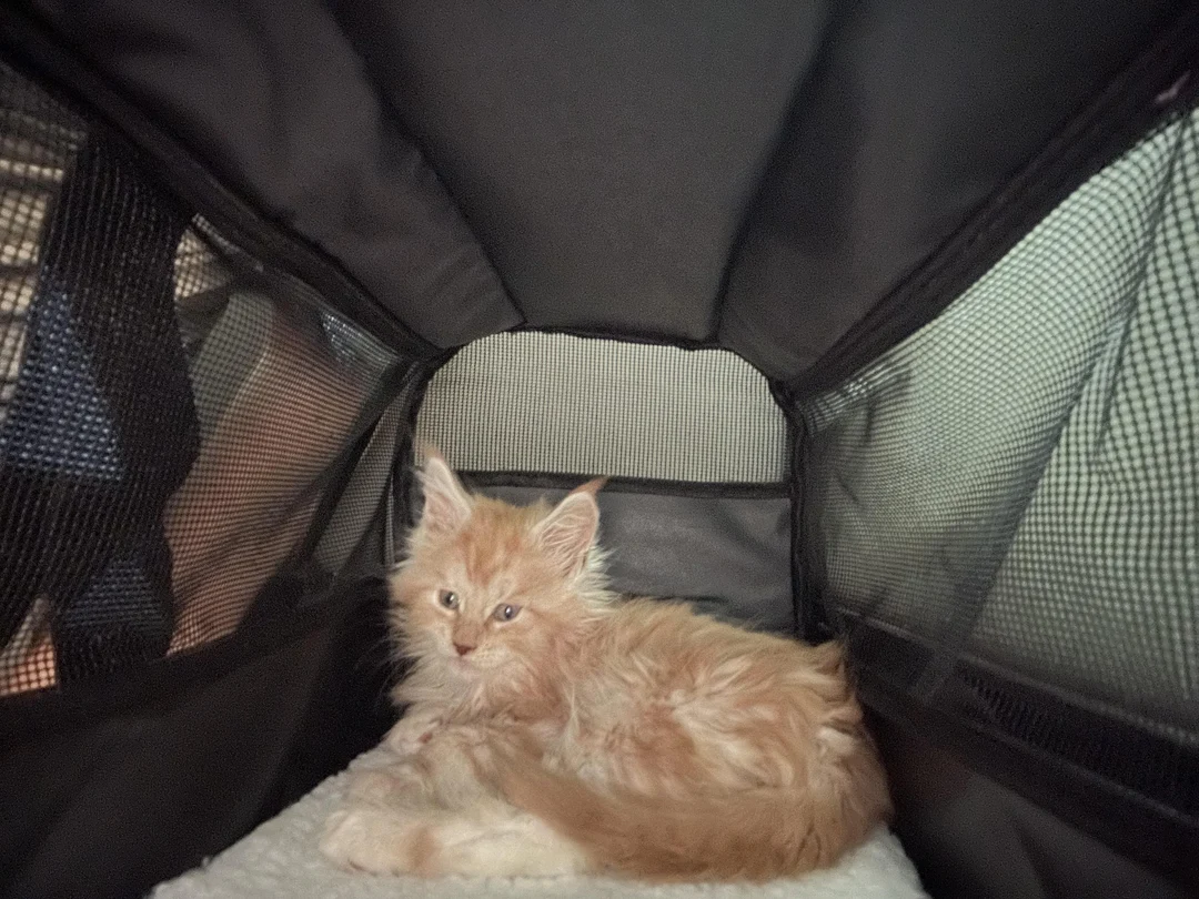 Just picked up this handsome fella. Meet William! | Scrolller