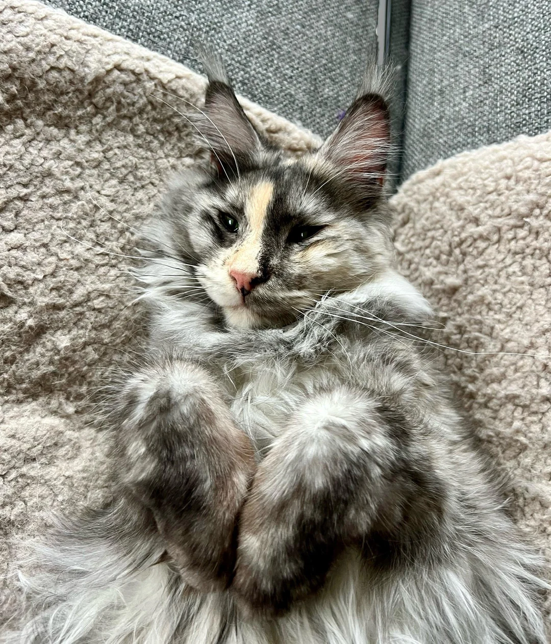 Maine Coons and Litter Robots | Scrolller