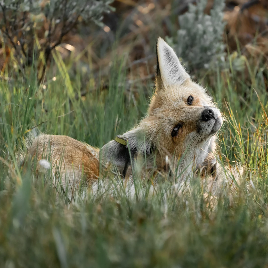 (OC) Gettin a good scratch behind the ear | Scrolller