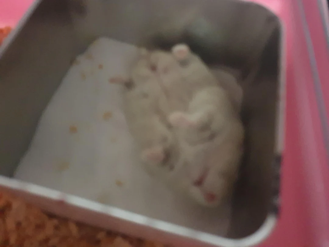 My hamster sleeping | Scrolller