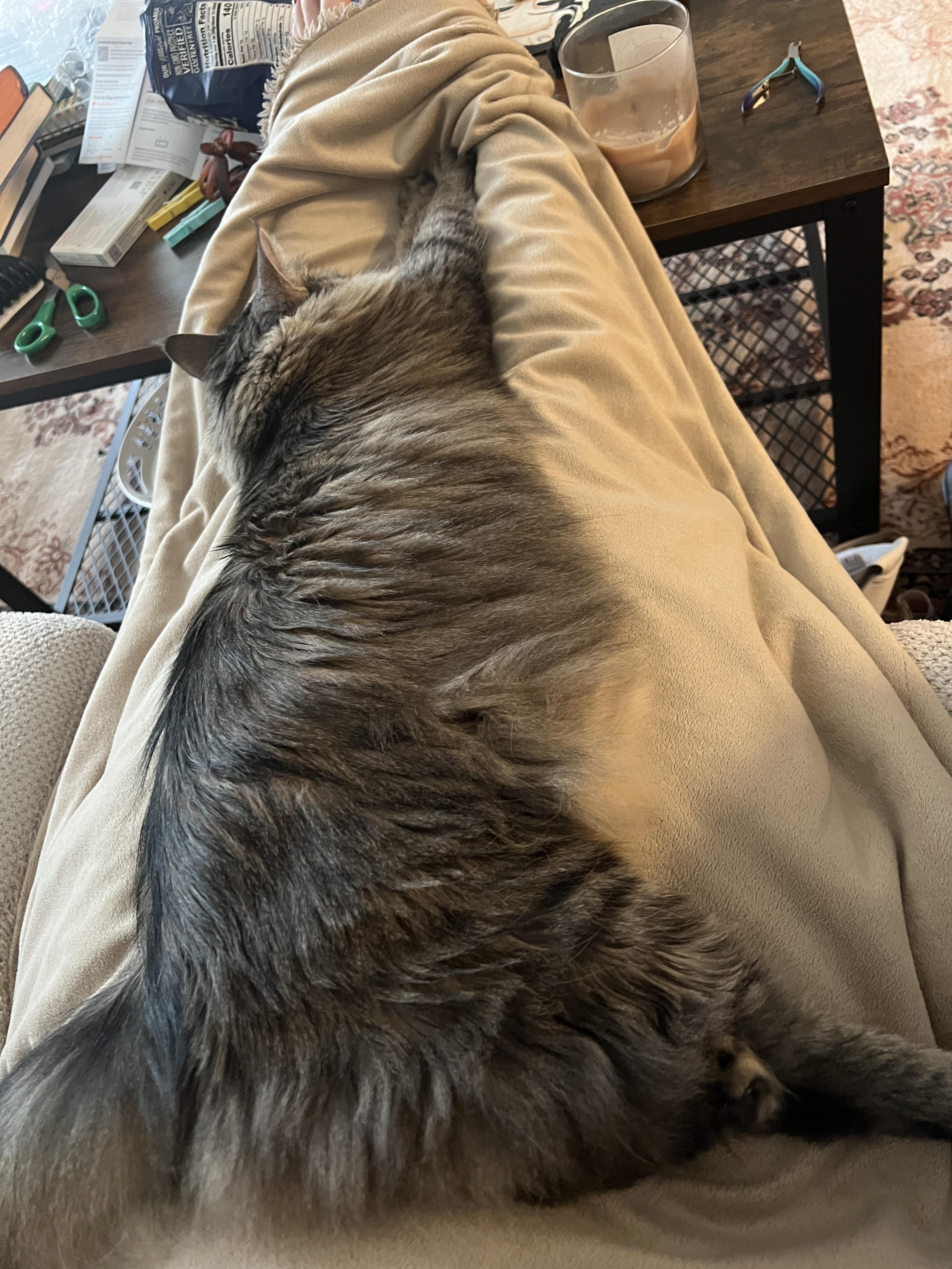 Our morning cuddle ritual | Scrolller