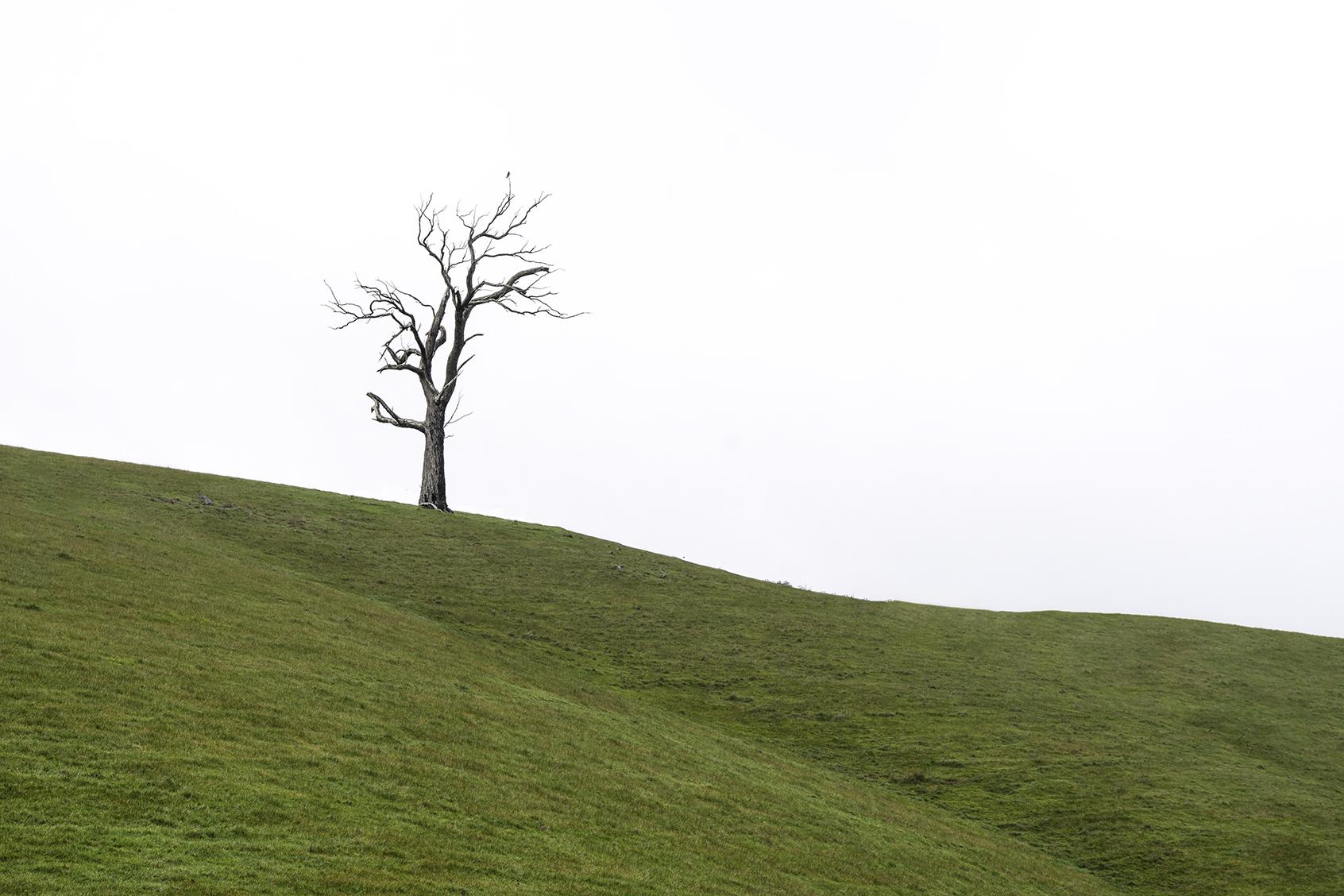 Just a tree (OC) | Scrolller