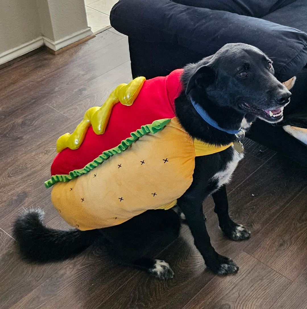 BOOM, hotdog | Scrolller