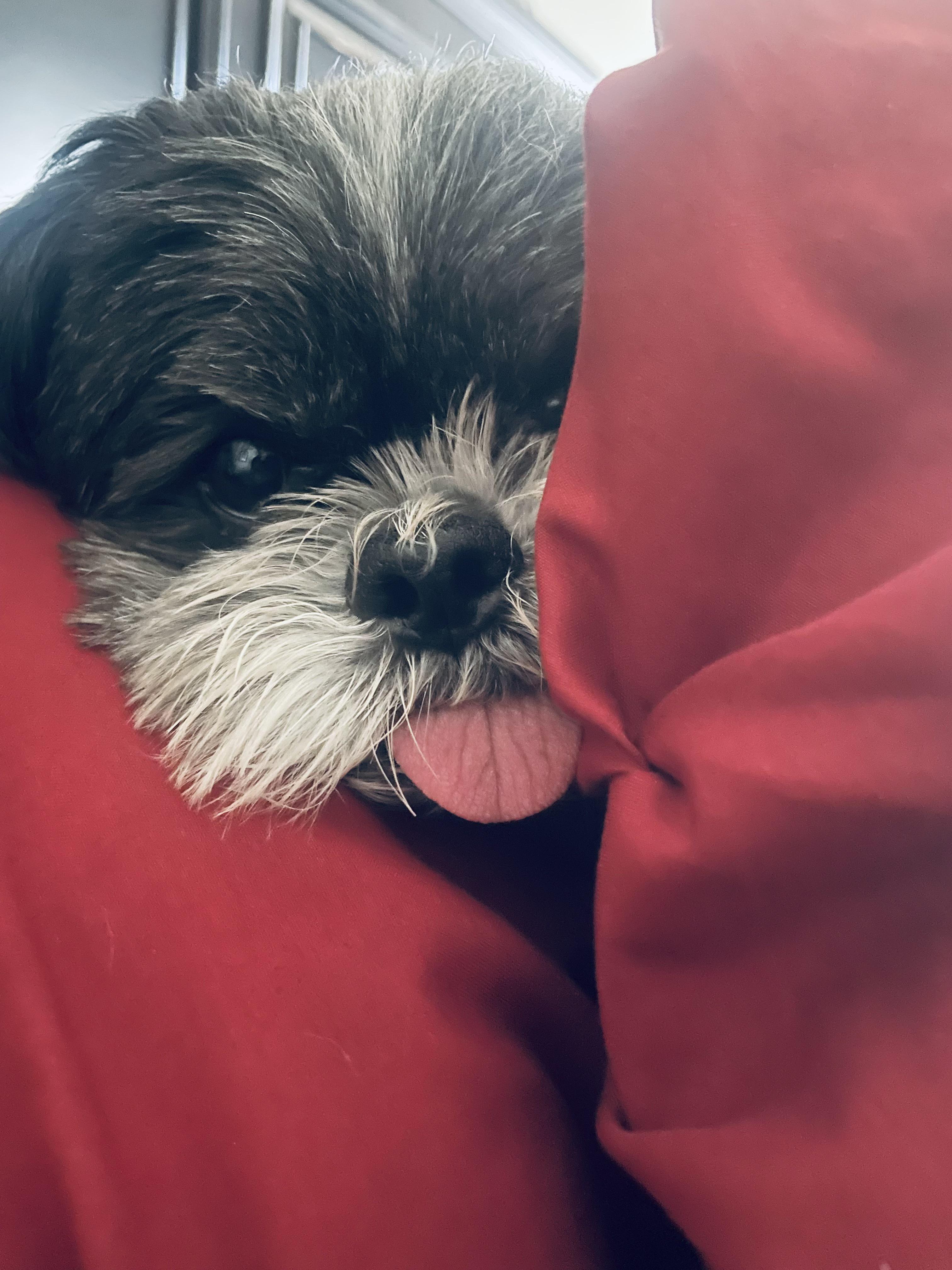 Peek-a-Boo Bravo! | Scrolller