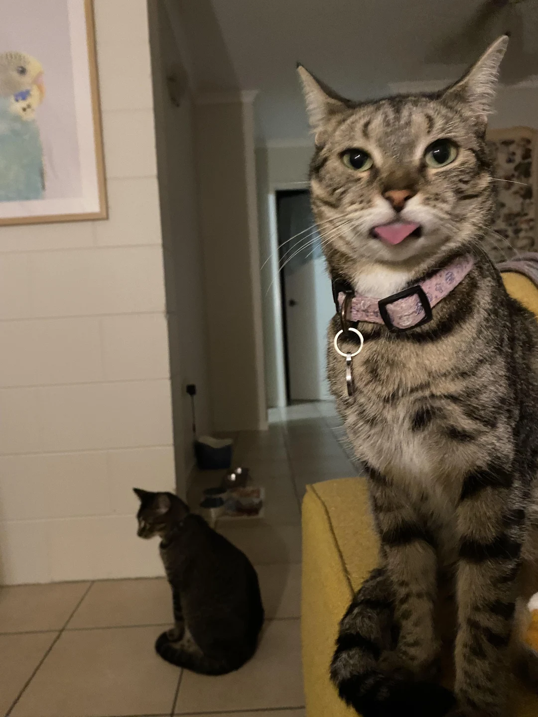 ‘Twas a mighty blep | Scrolller