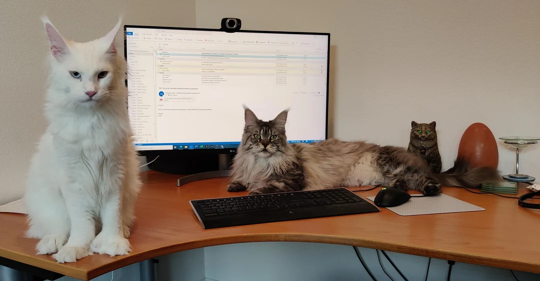 Working from home environment | Scrolller