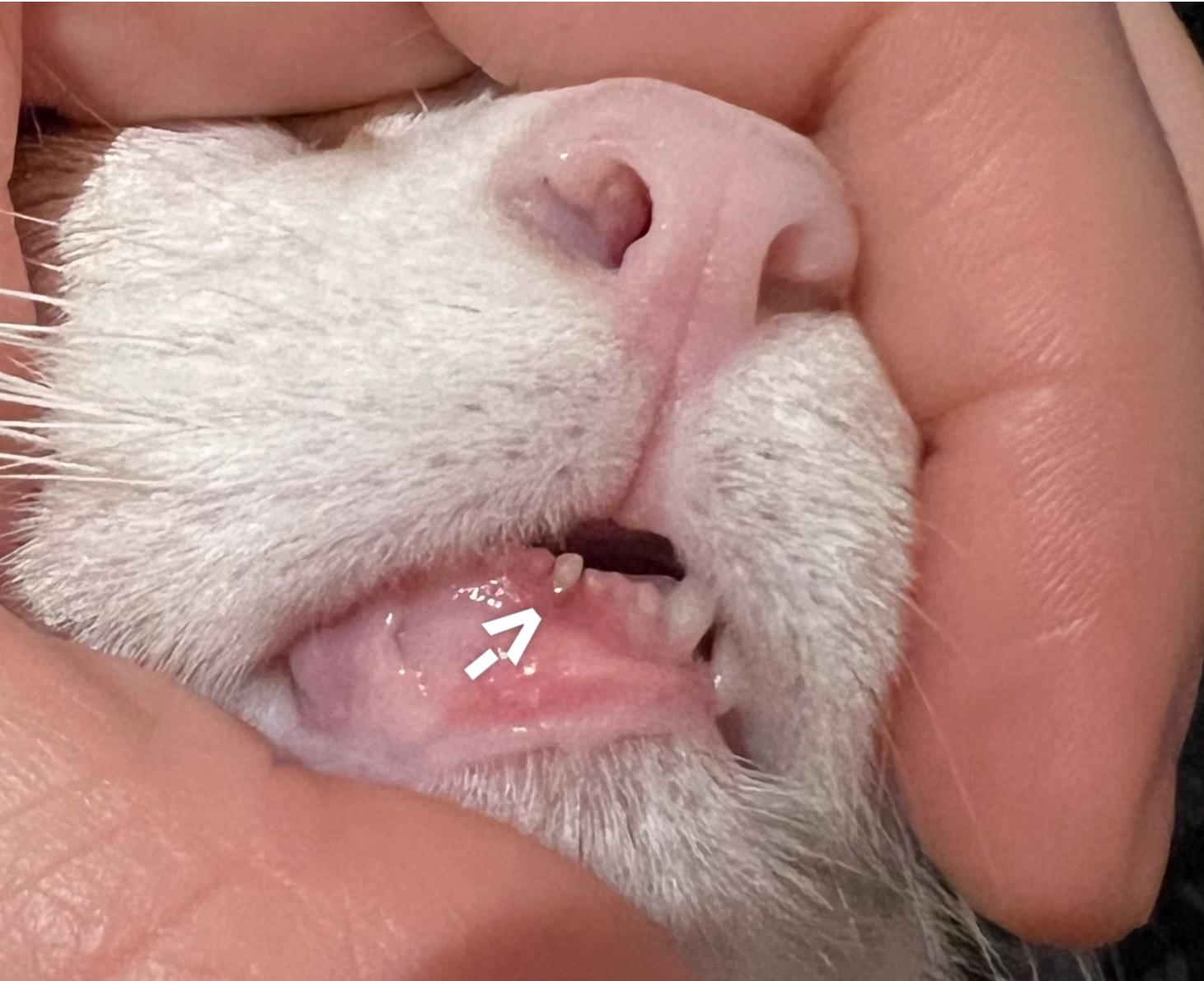 Help identifying? | Scrolller