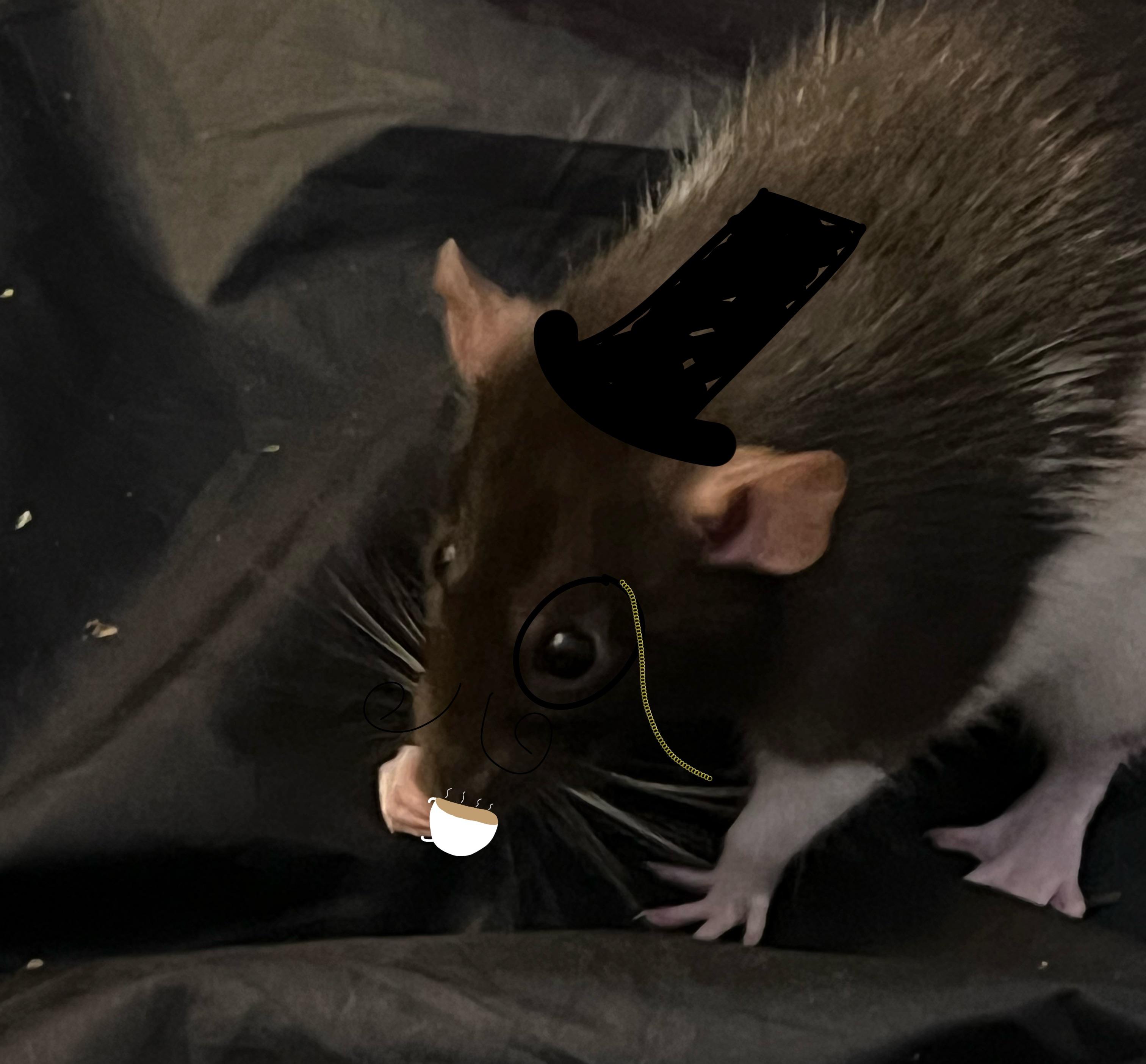 British rat | Scrolller