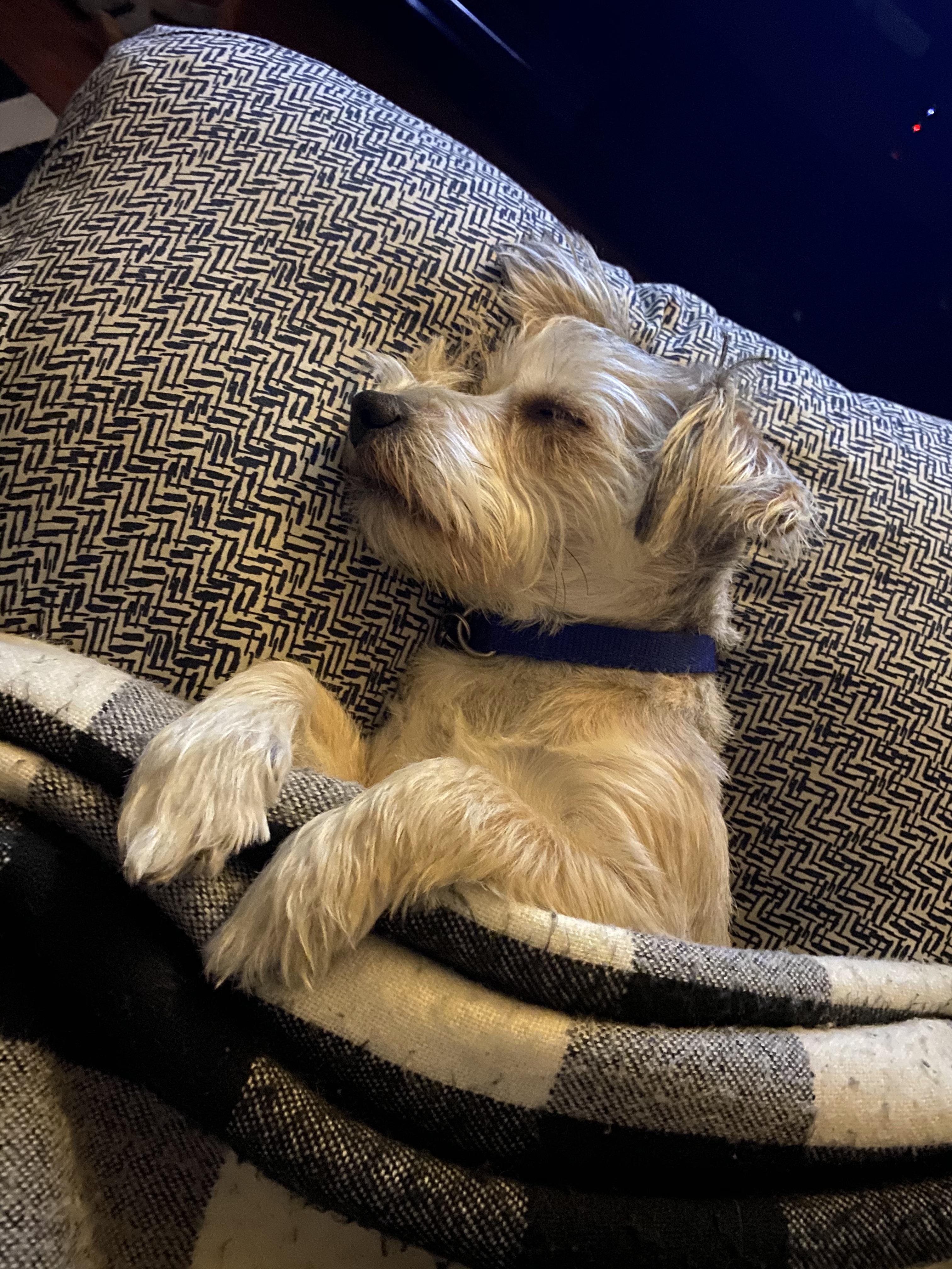 He’s only a little bit spoiled | Scrolller