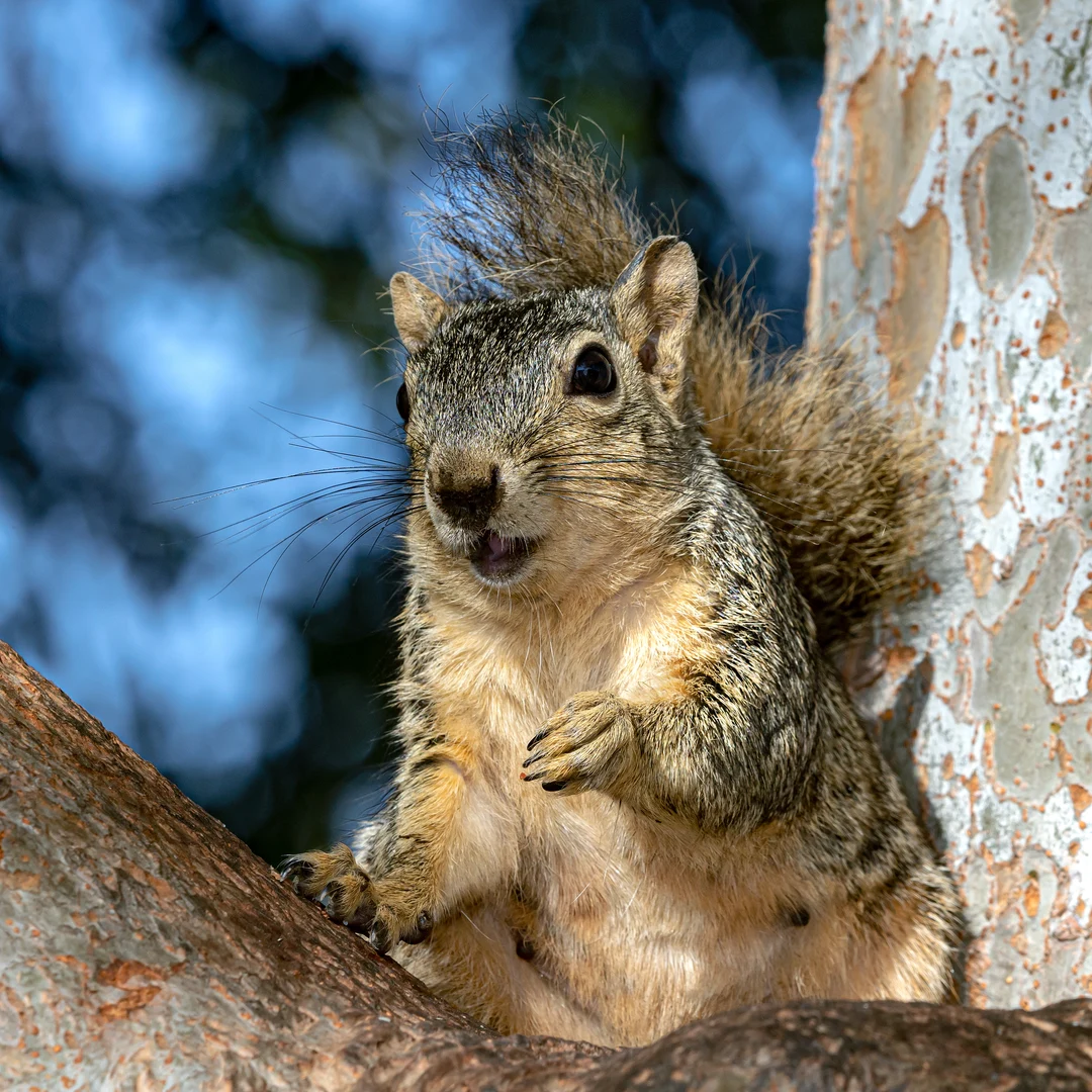 Discover more like Squirrels: Mother Squirrel and Related Content | Scrolller